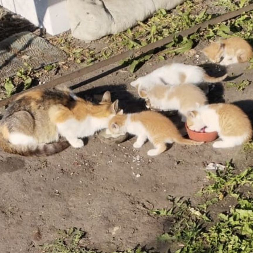 Котята в добрые руки
