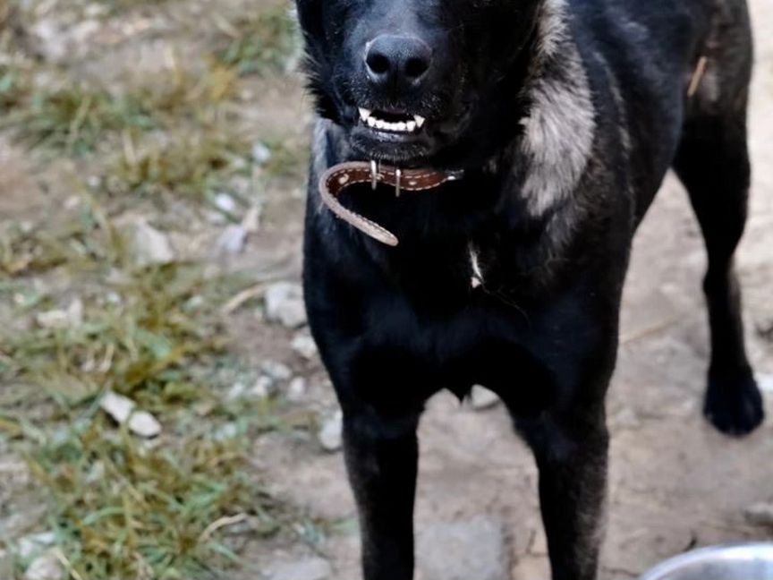 Сонька - компаньон стерилизована