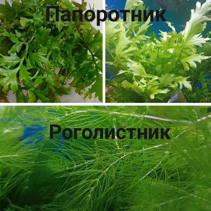 Аквариумные растения : Папоротник, Роголистник