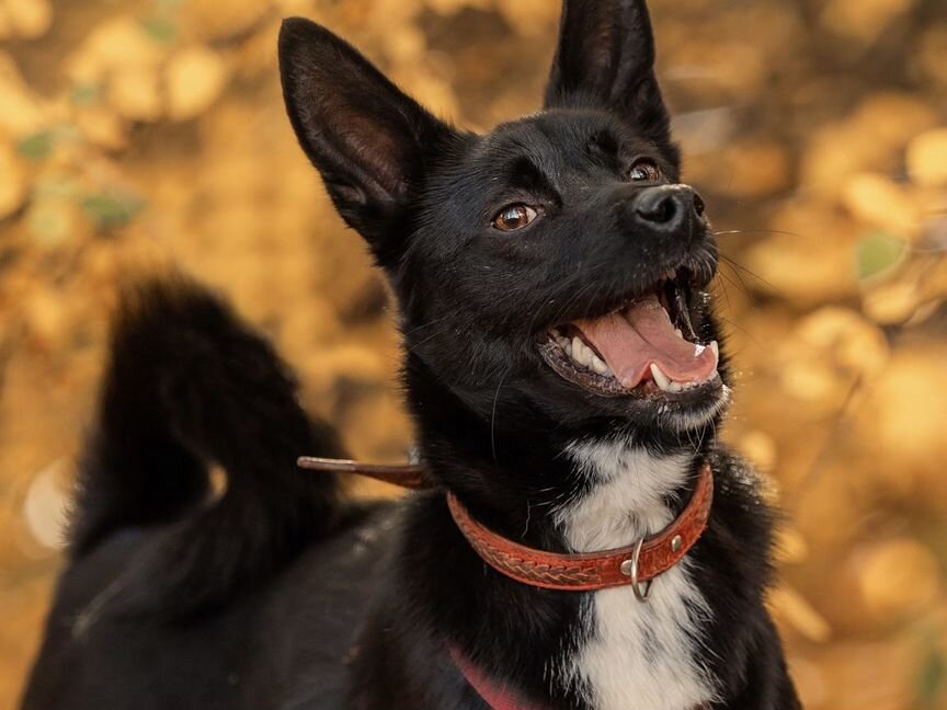 Алмаз ищет дом