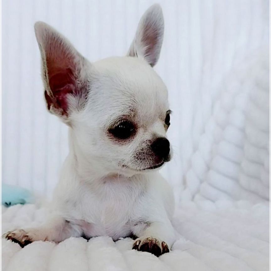 Маленькая куколка