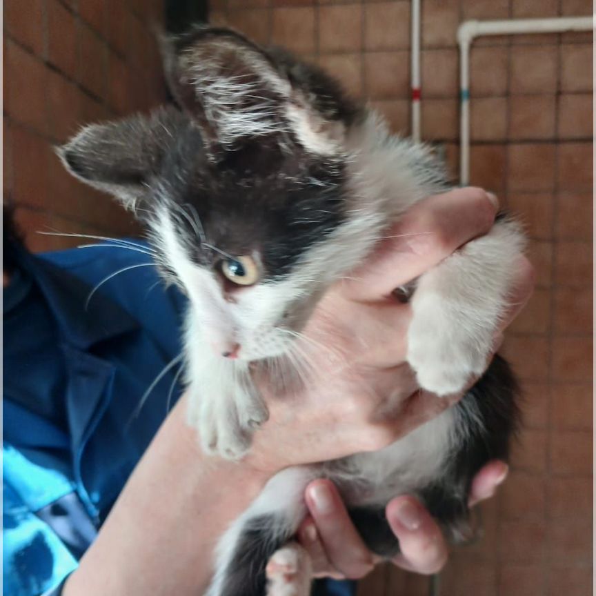 Котёнок черный