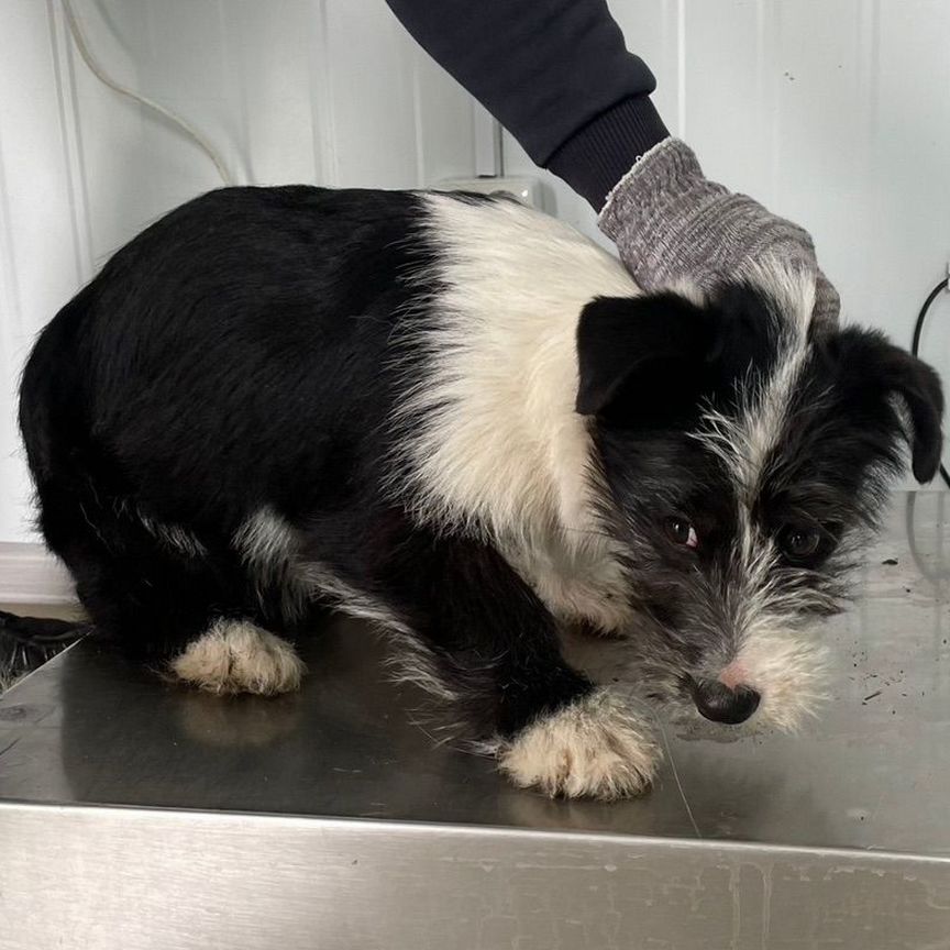 Взрослая собака в добрые руки