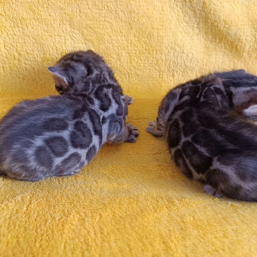 Бенгальские котята (бронирование)