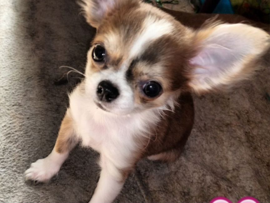 Чихуа красавица малышка