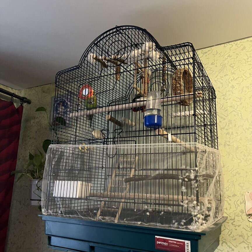 Волнистый попугай с клеткой