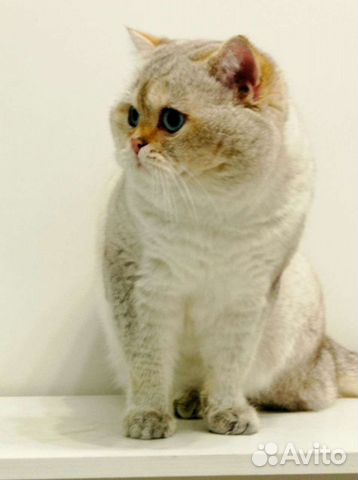 Кошки