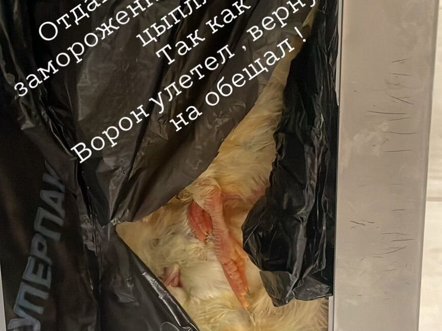 Замороженные, суточные цыплята. Пакет