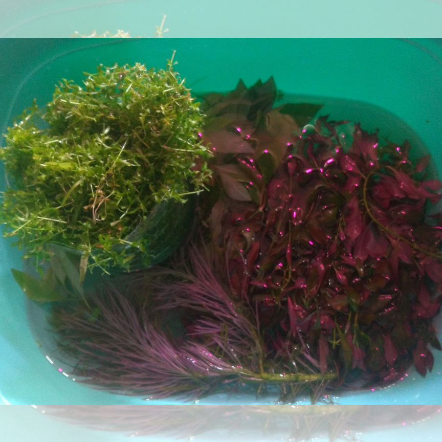 Аквариумные растения прополка