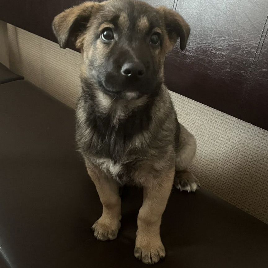 Щенок в добрые руки