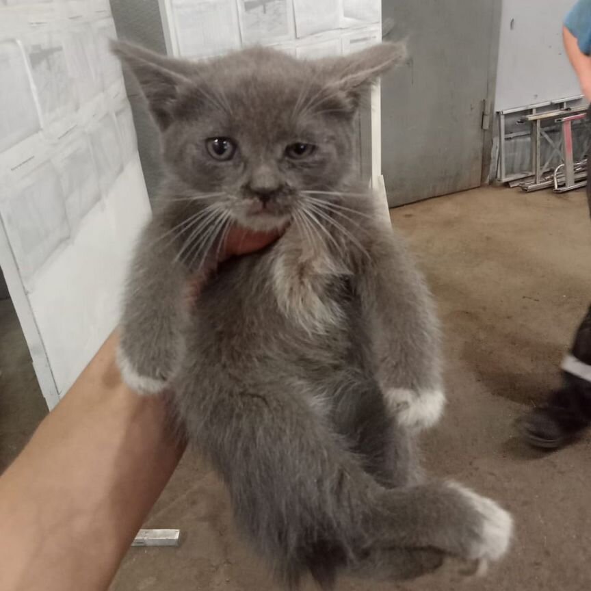 Котята в дар