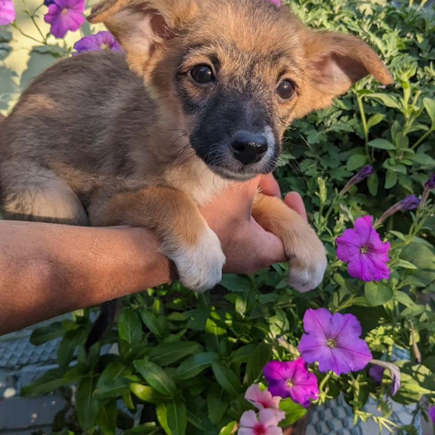 Щенок в добрые руки