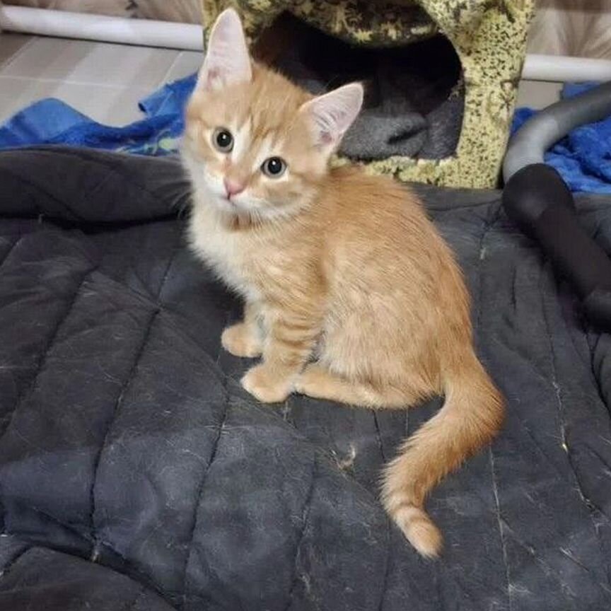 Котёнок в добрые руки