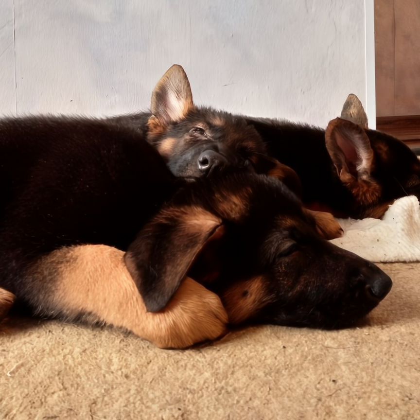 Немецкая овчарка, щенок