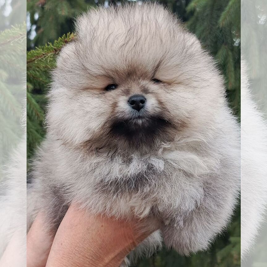 Померанский шпиц, щенок