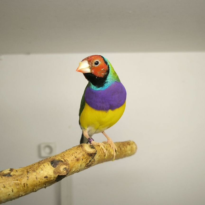 Амадина Гульда самец