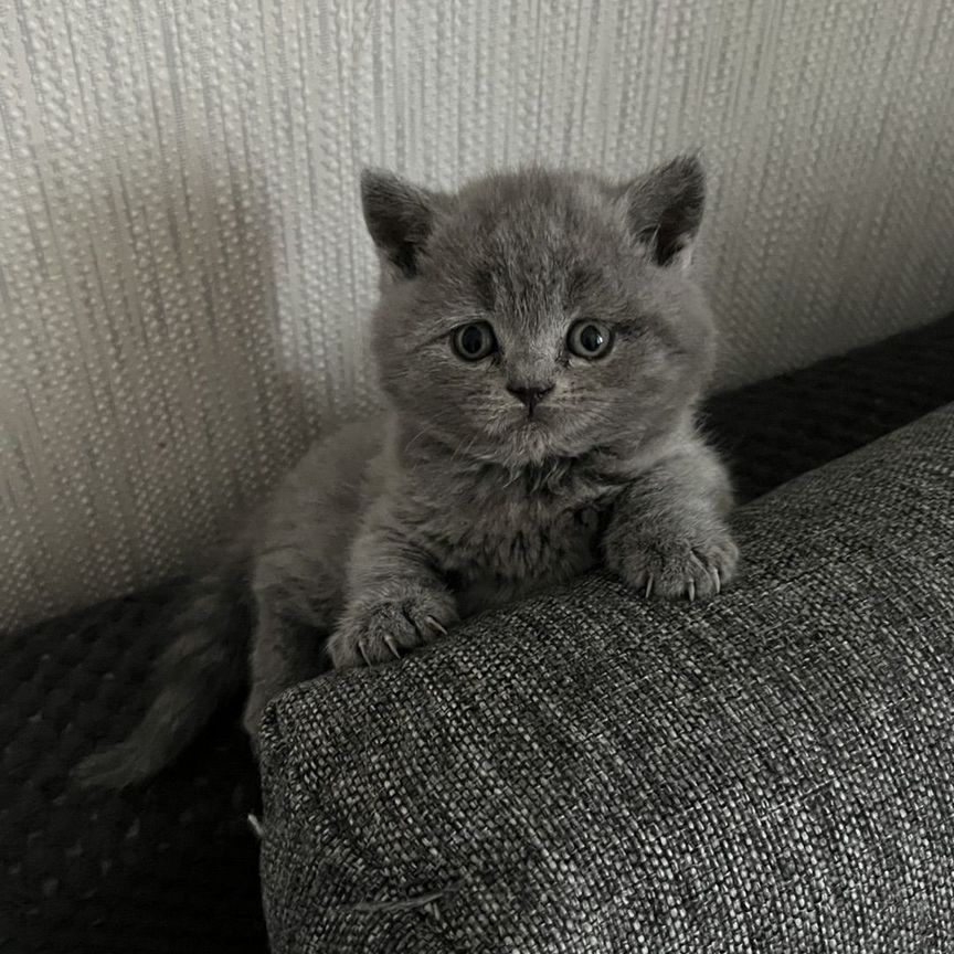 Русская голубая