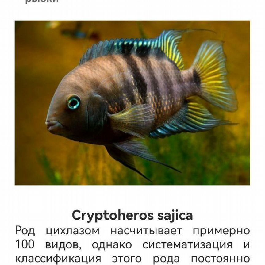 Цихлазома седжика