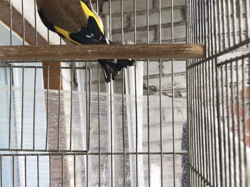 Птица щегол цыган