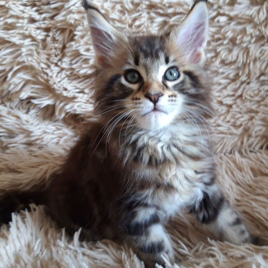 Мейн-кун котёнок