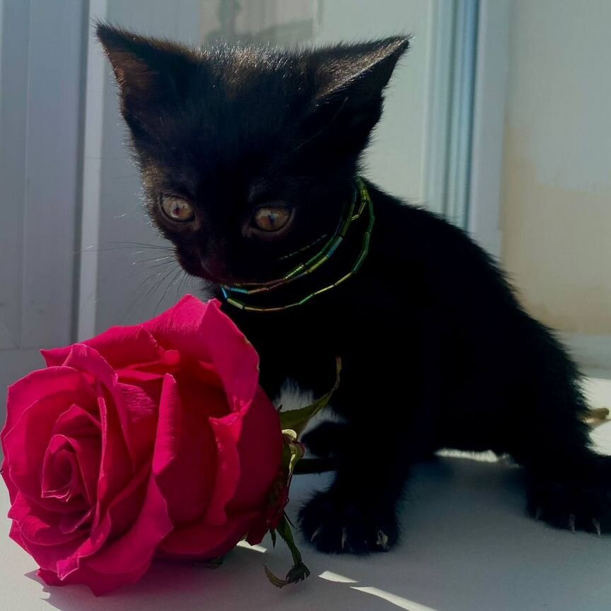 Кошечка Багира - короткошерстная девочка