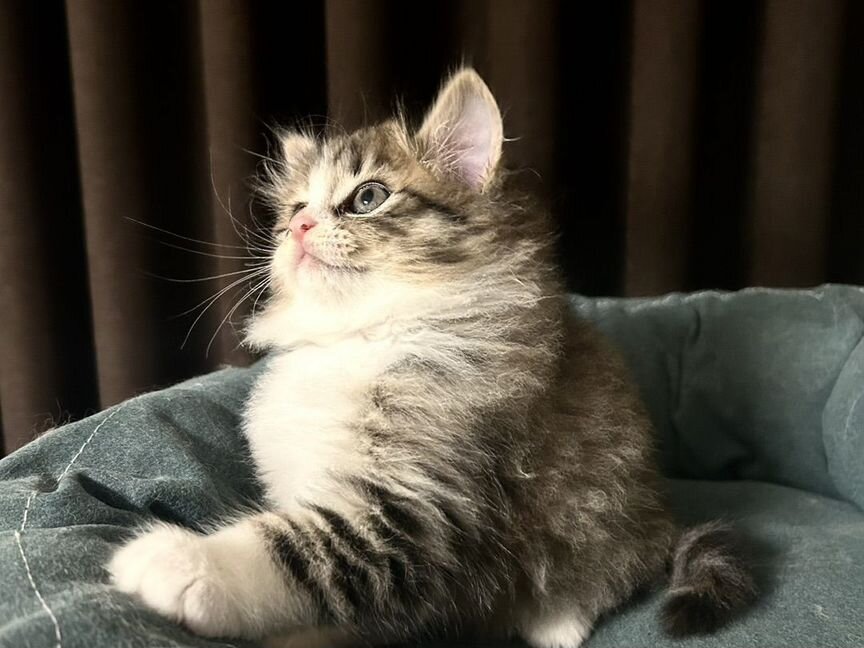 Сибирская девчушка