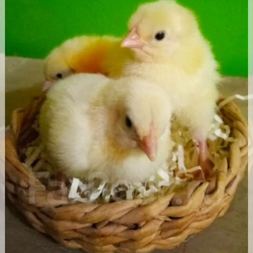 Цыплята бройлеры кобб 700