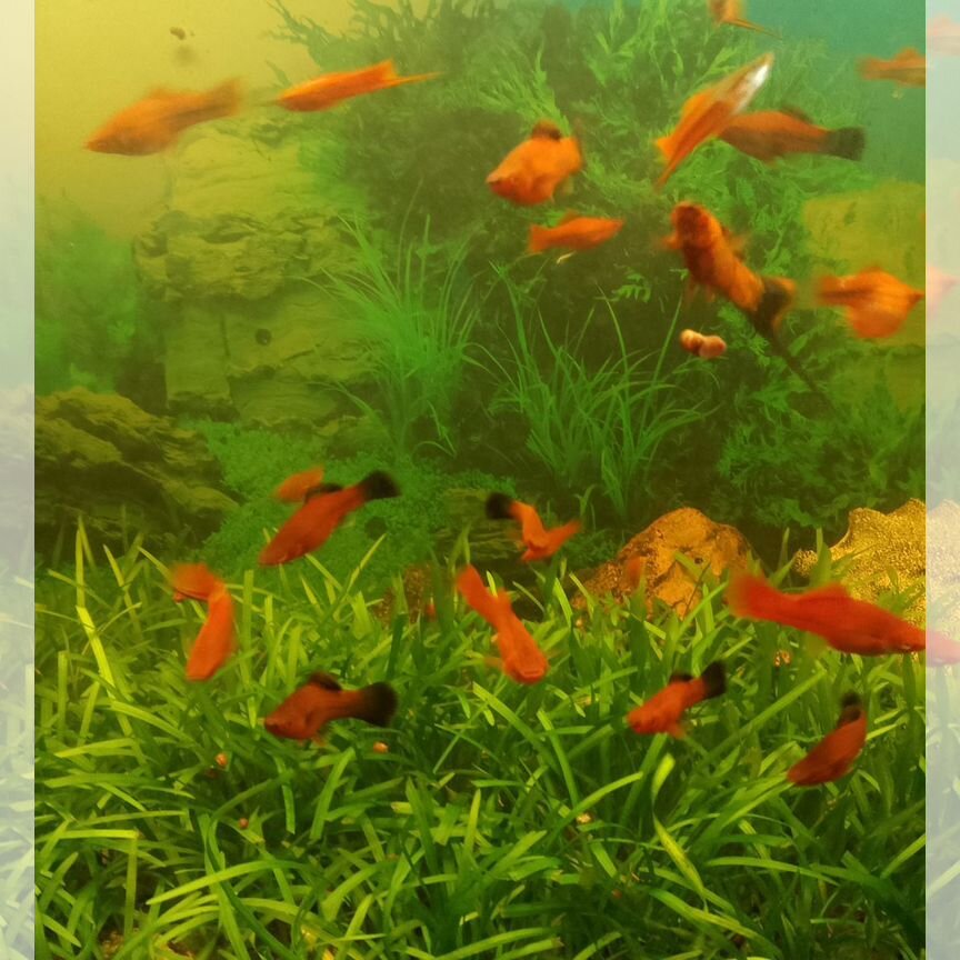 Меченосцы красно черные флаговые