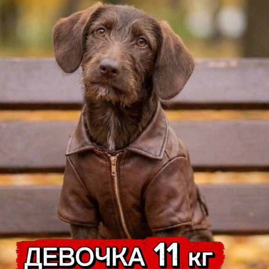 Щенок в добрые руки