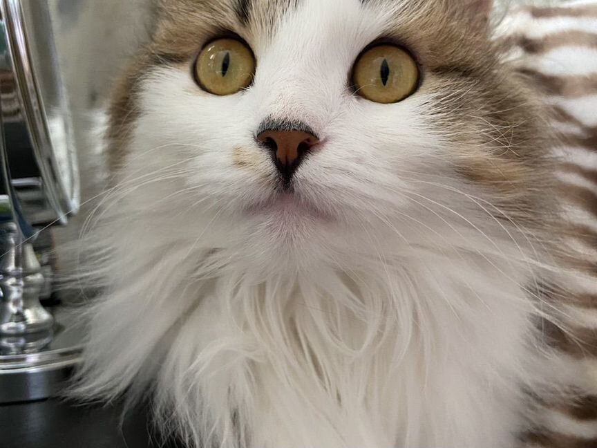 Кошечка в дар