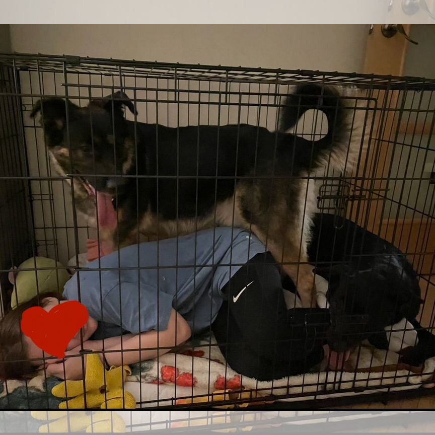 Клетка вольер для собак крупных пород