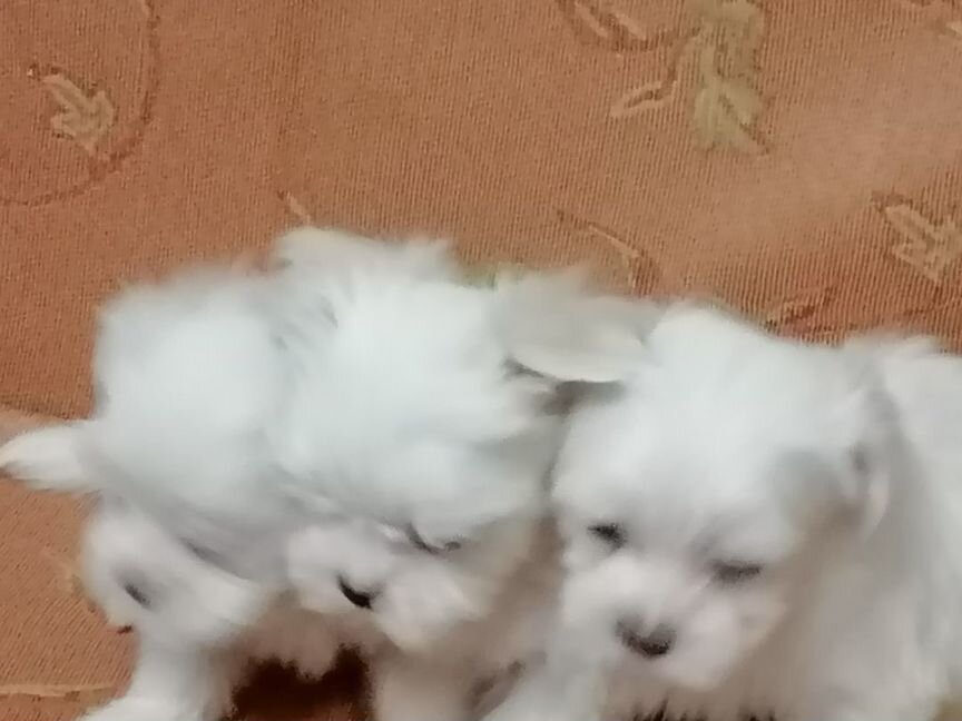 Щенки мальтезе мини