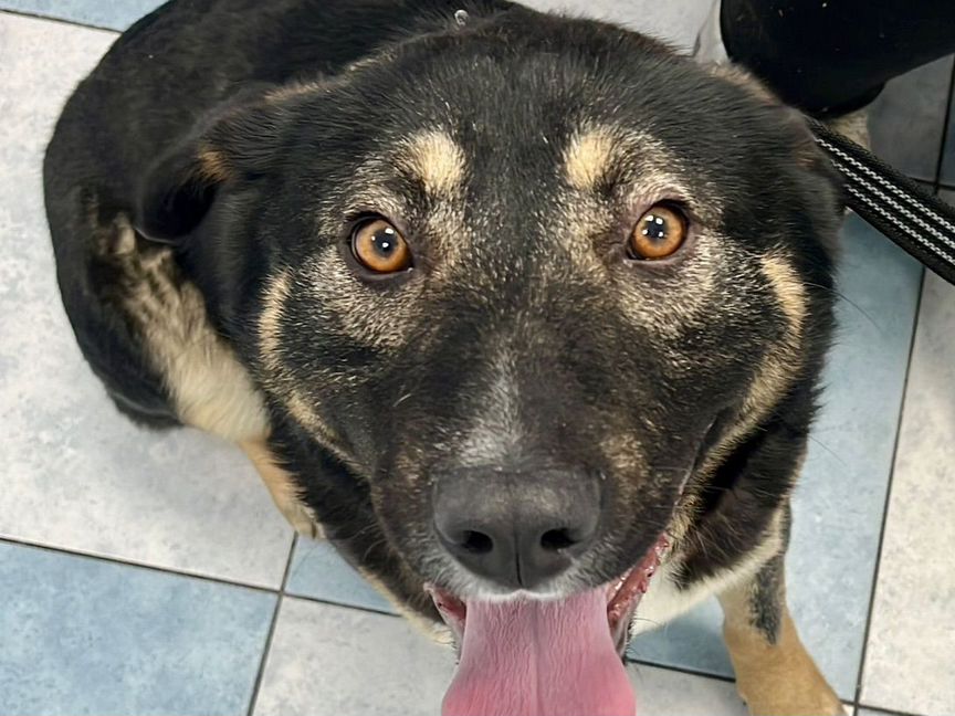 Самый лучший пес