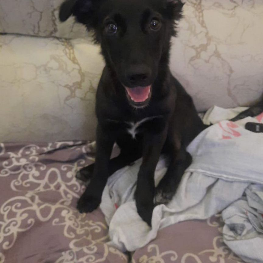 Собачка. Волгоград. Ищет ручки