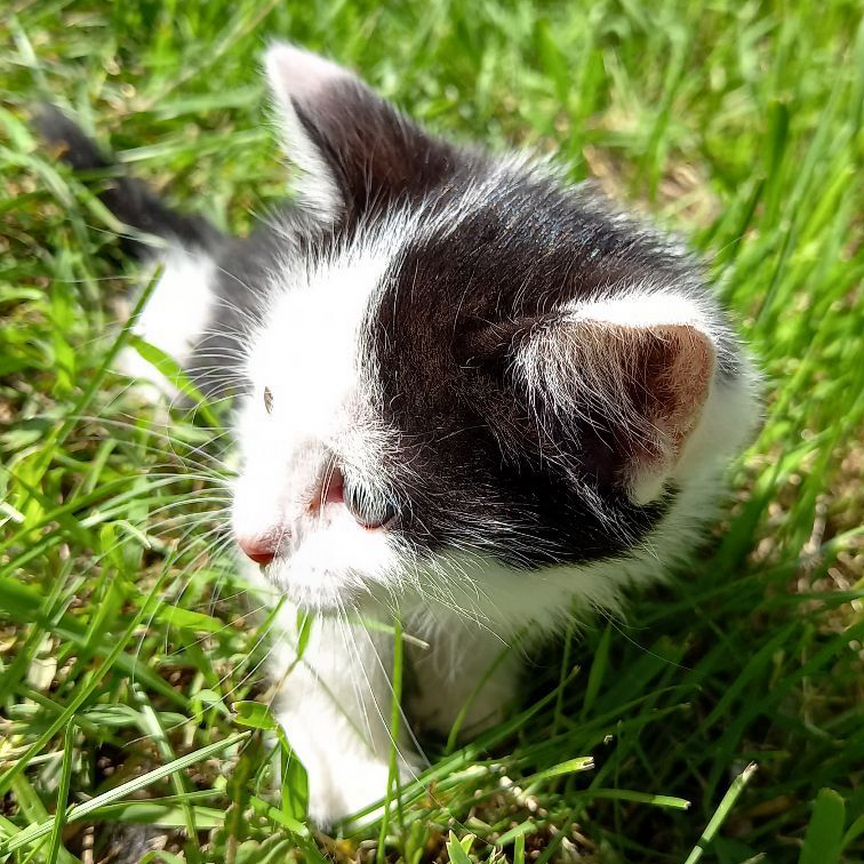 Котёнок в добрые руки