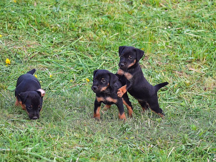 Щенки ягдтерьера