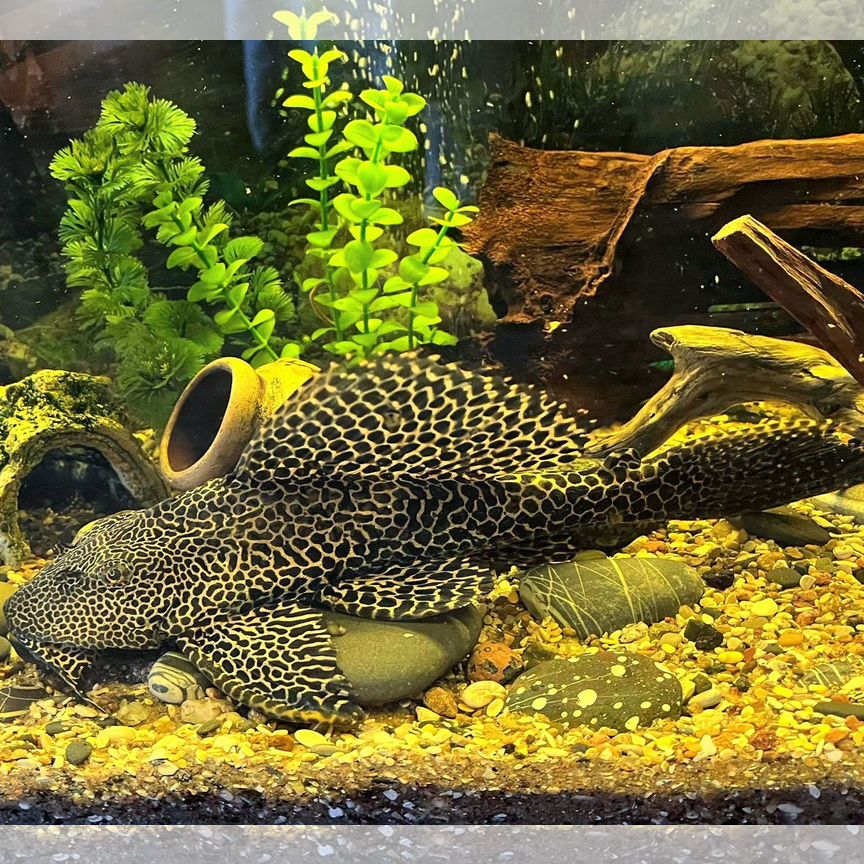 Сом парчовый птеригоплихт 30см