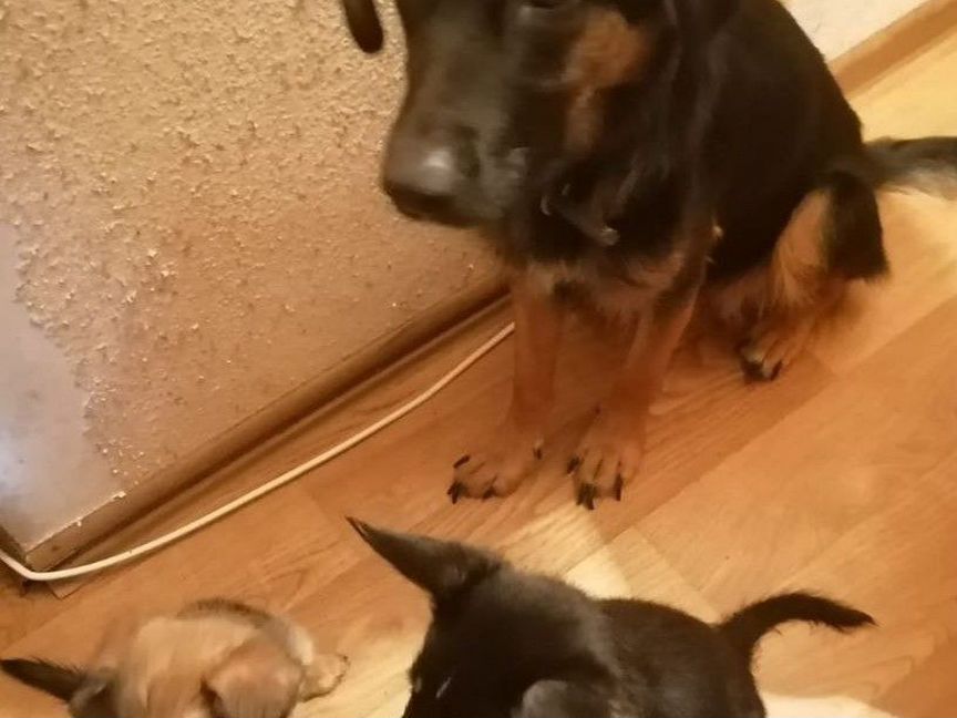 Щенки в добрые руки даром полупородистые