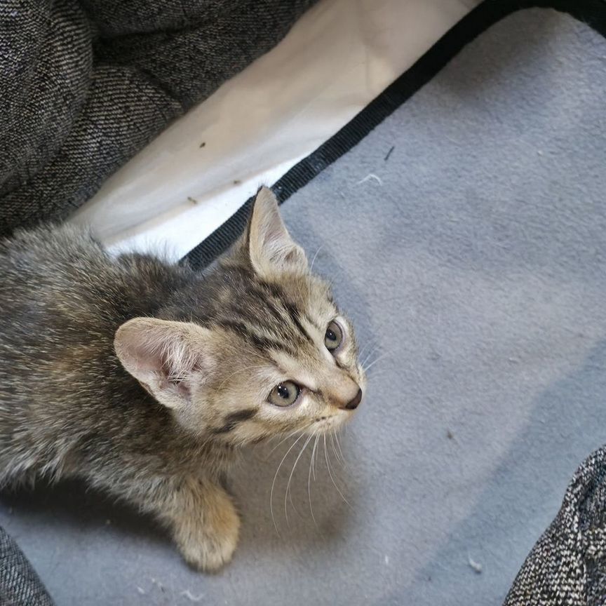 Котёнок в добрые руки