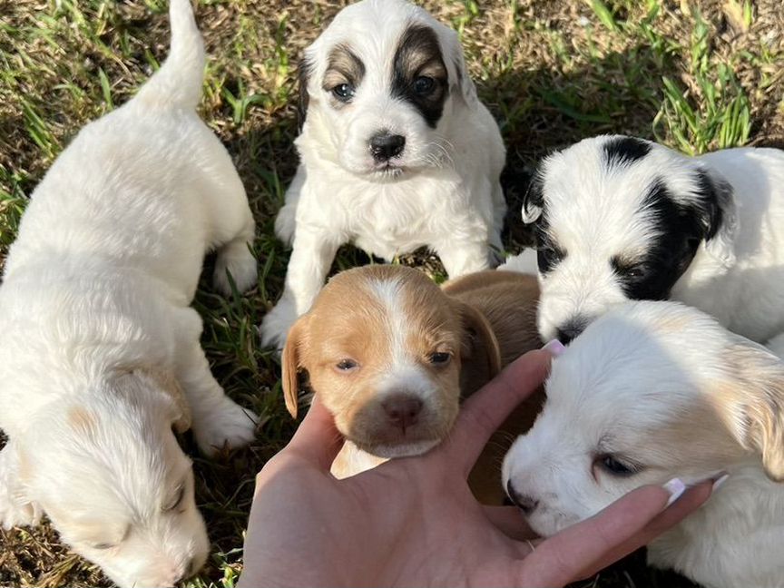 Щенок в добрые руки бесплатно