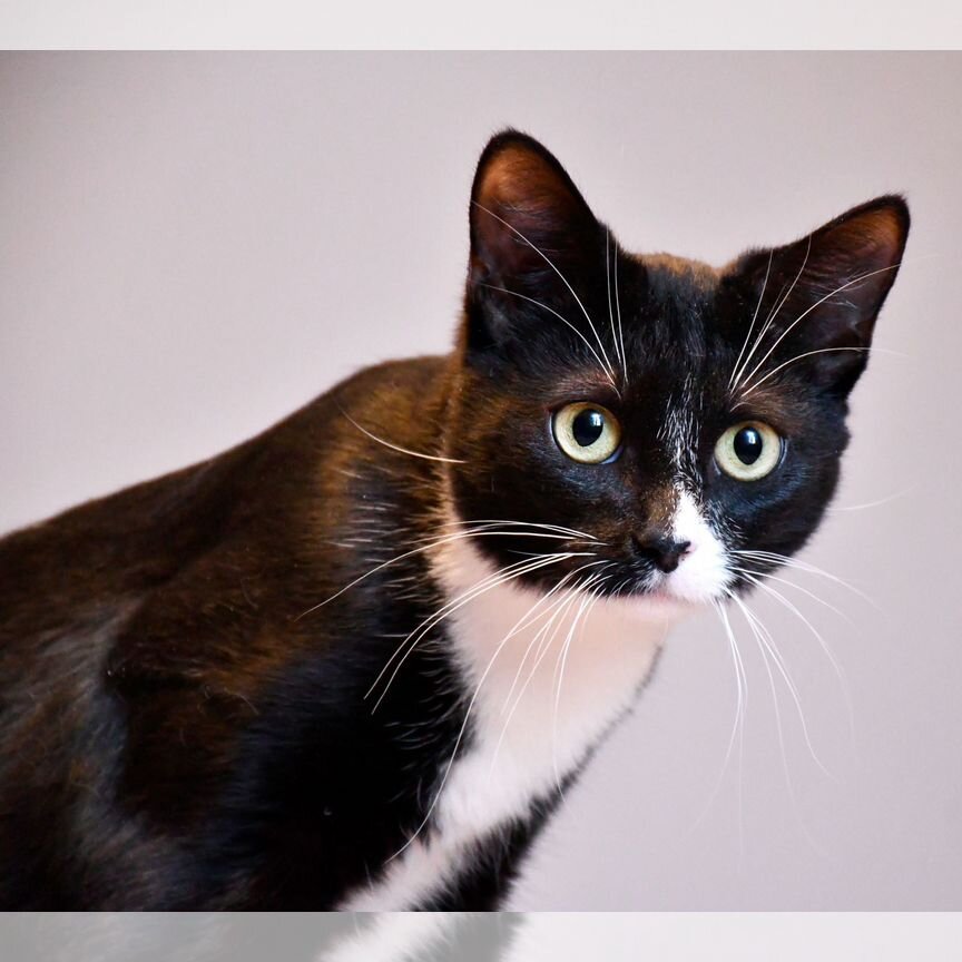 Взрослый кот из приюта