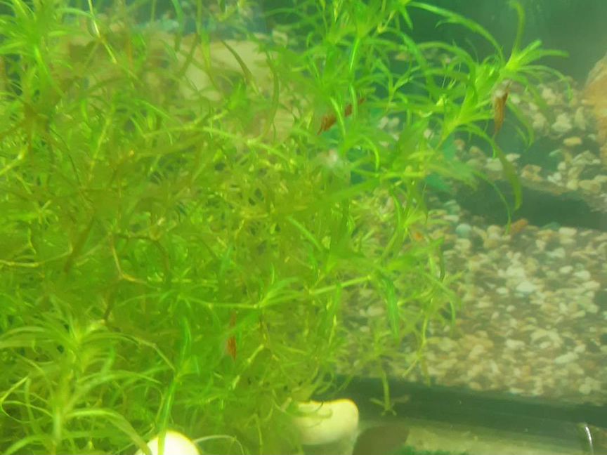 Аквариумные креветки