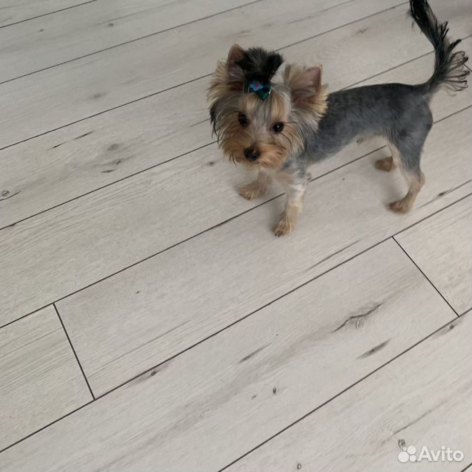 Йоркширский терьер миник