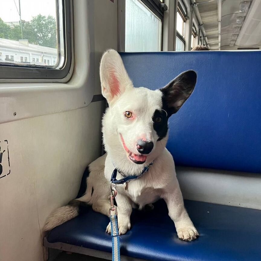 Корги 1,5 года, кобель