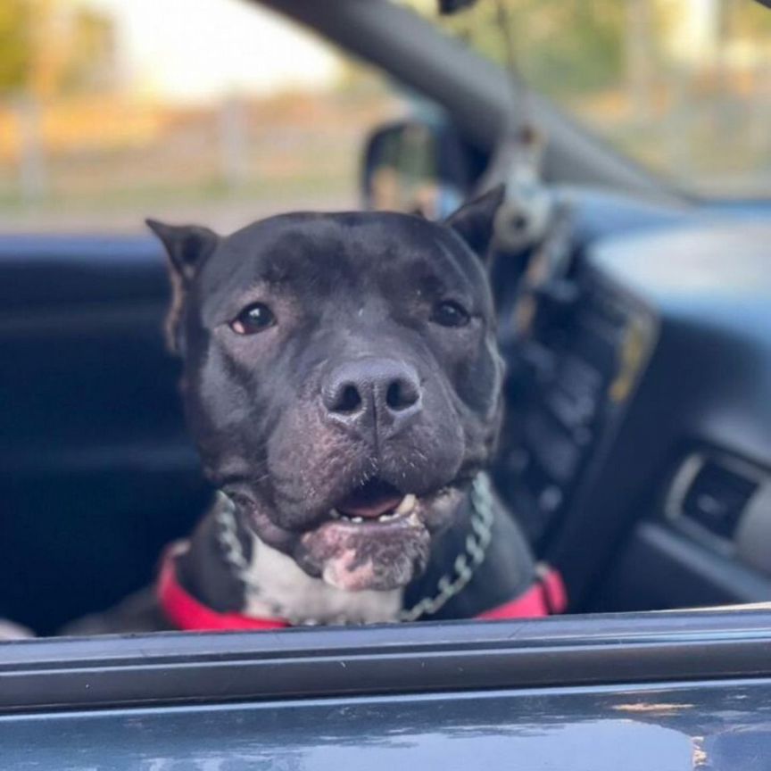 Щенки амстаффа