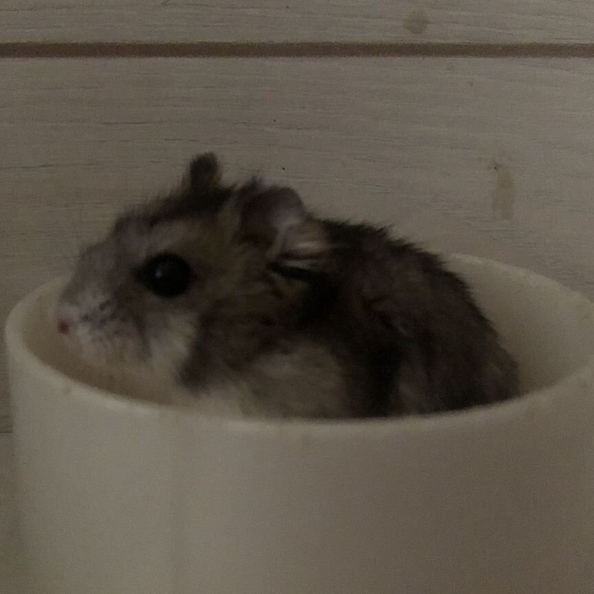 Передержка грызунов