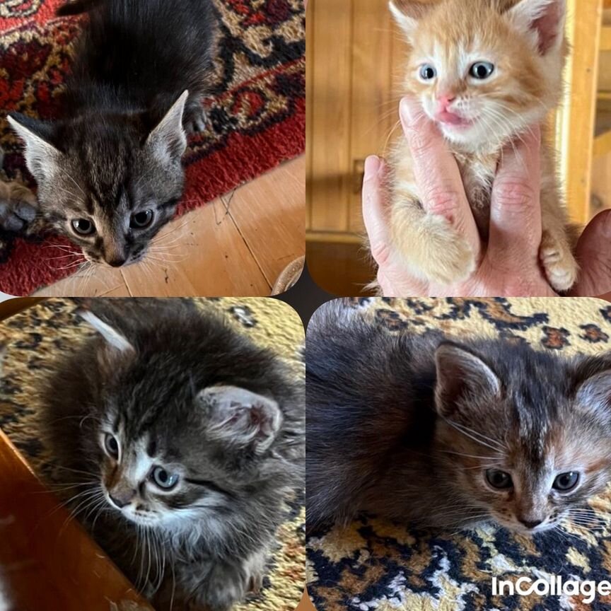 Котята в добрые руки