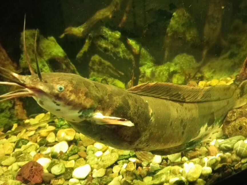 Аквариумные рыбы