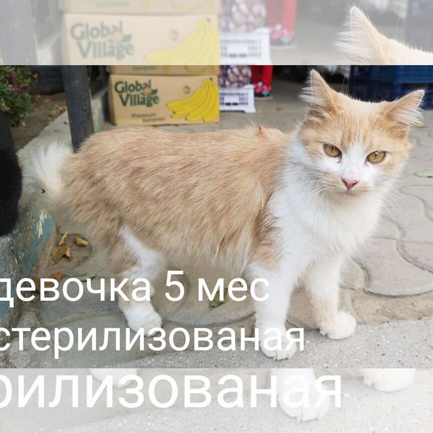 Пушистая кошка рыжая