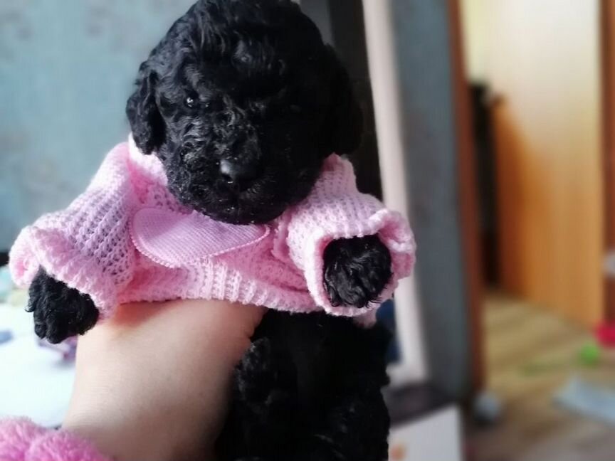 Мальтипу ф 1